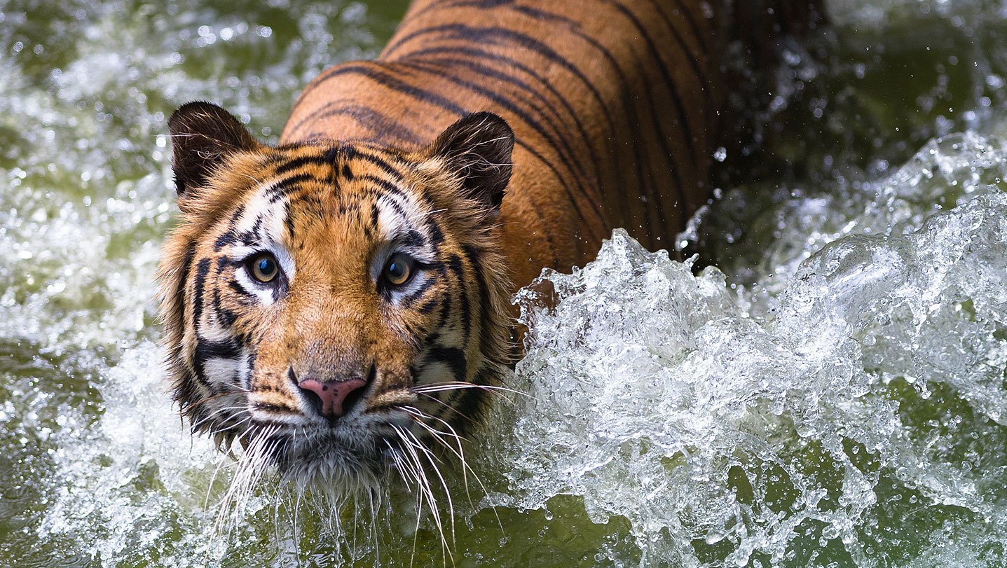 Las mejores fotos de tigres - Haciendofotos.com